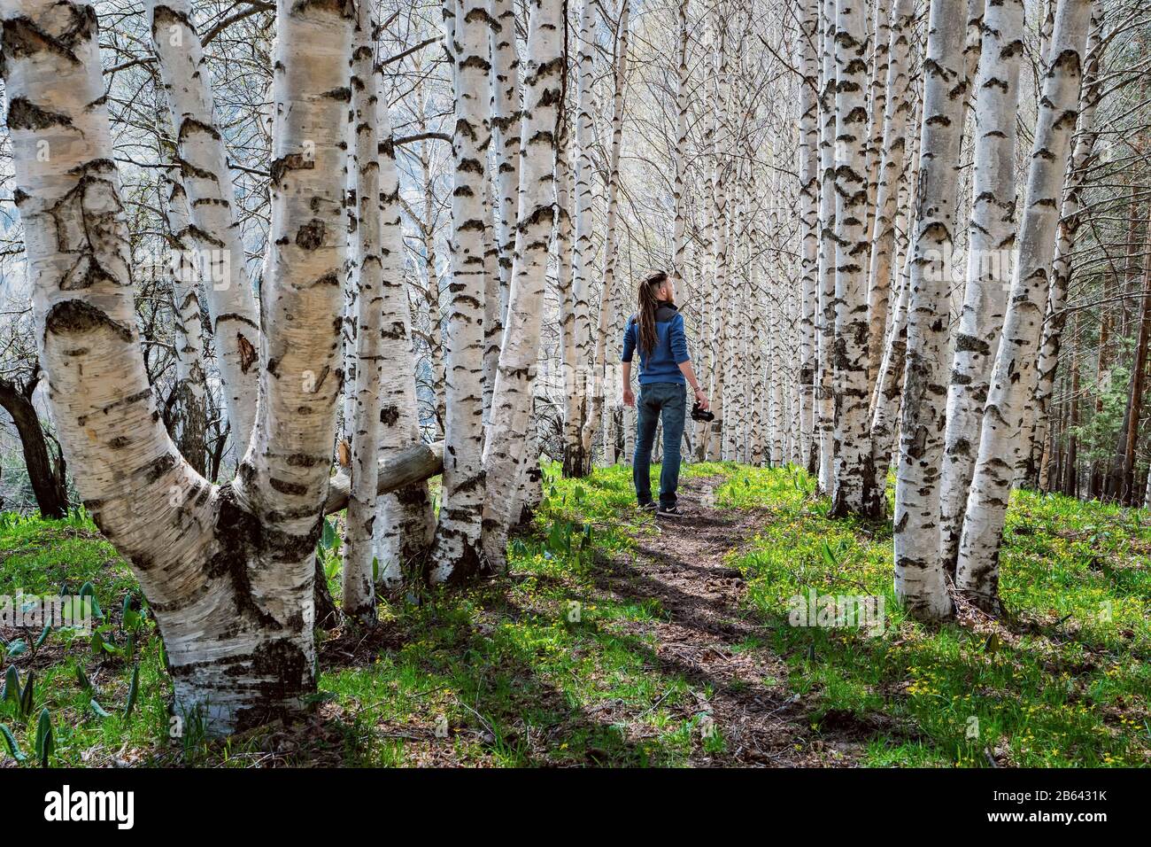 A man photographer stands on the trail in the spring birch forest. The ...