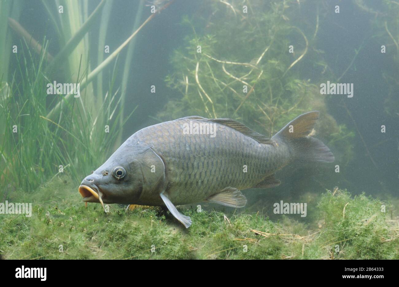 Common carp (Cyprinus carpio), captive, France Stock Photo - Alamy