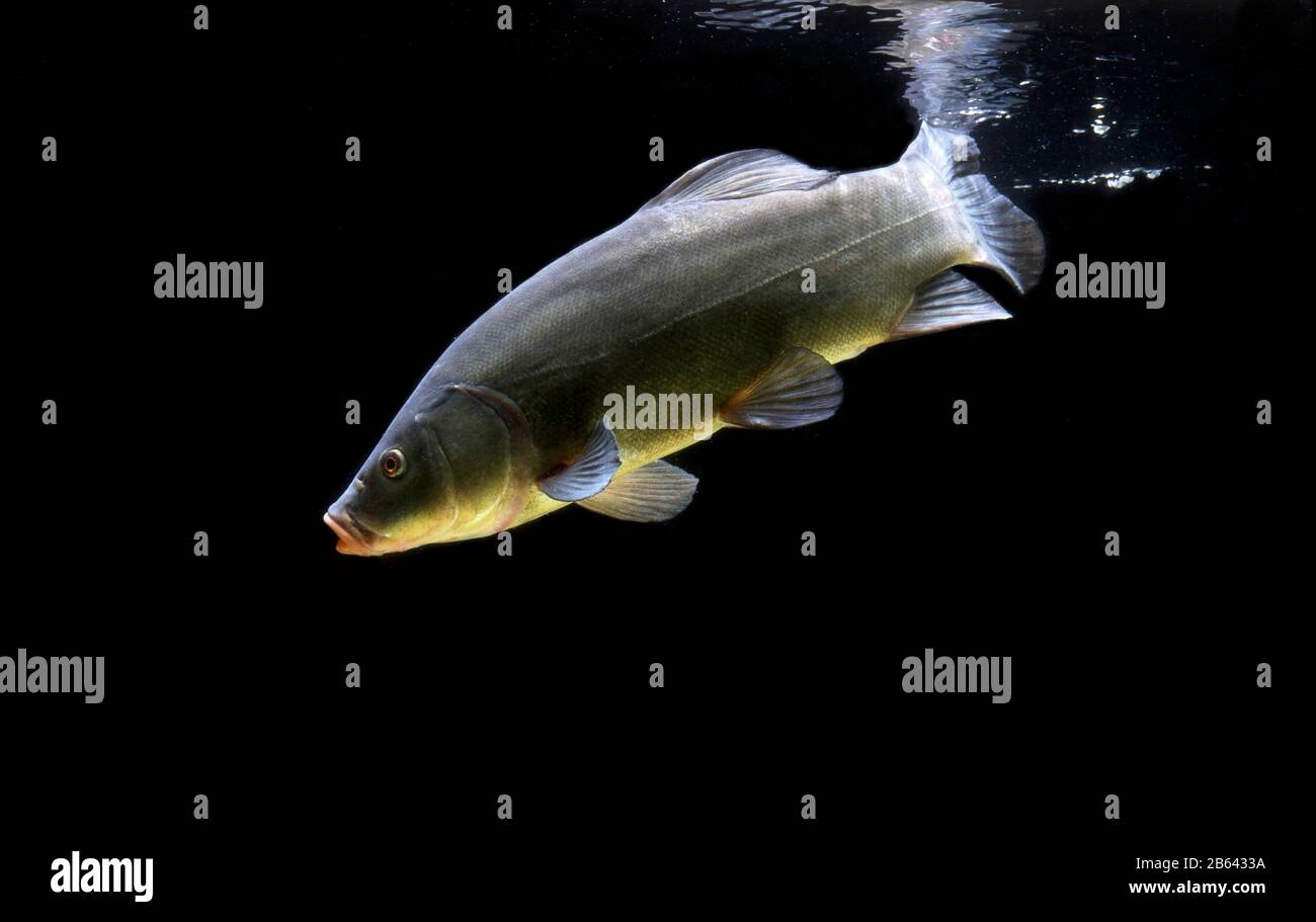 Tench or doctor fish (Tinca tinca), captive, France Stock Photo - Alamy