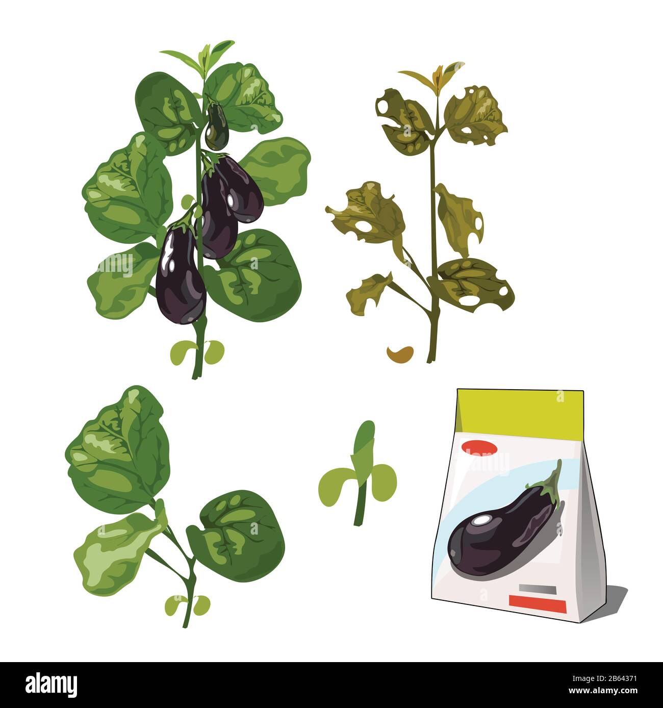 Set of stages of life of a agricultural plant eggplant isolated on ...