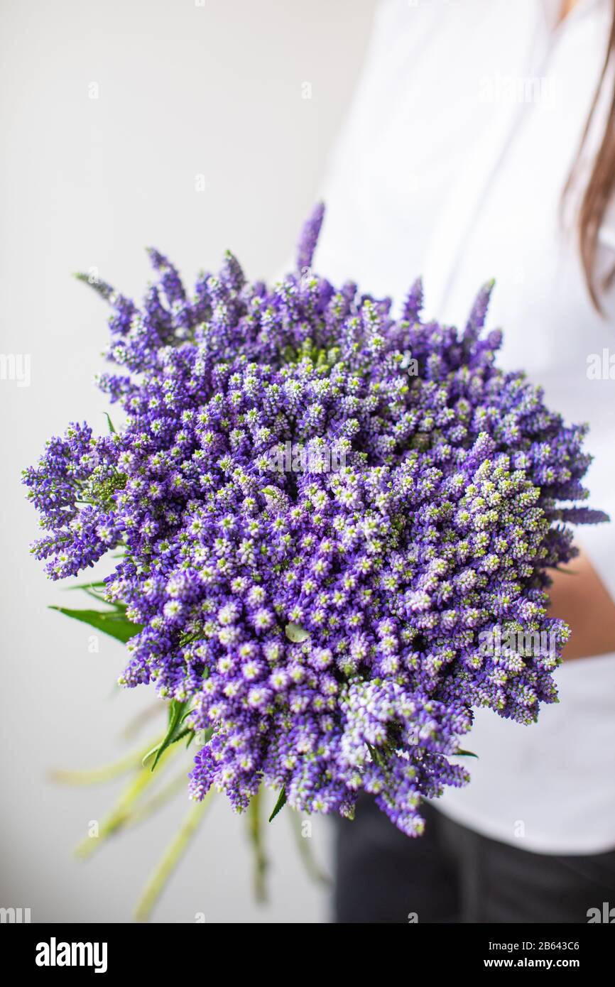 Beautiful bush Veronica on multicolored paper backgrounds with copy ...