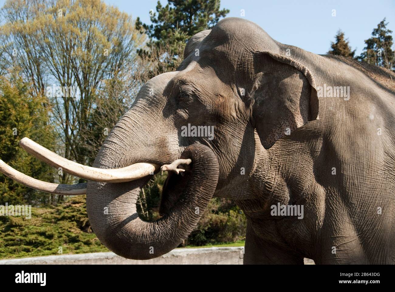 an old elephant with long tusks stands in his enclosure in a zoo Stock ...