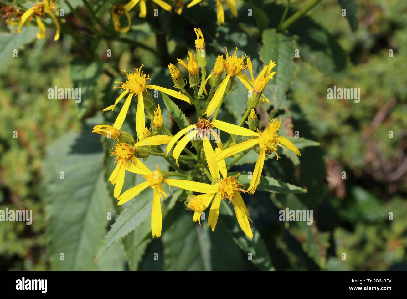 Senecio ovatus - Wild plant shot in summer Stock Photo - Alamy