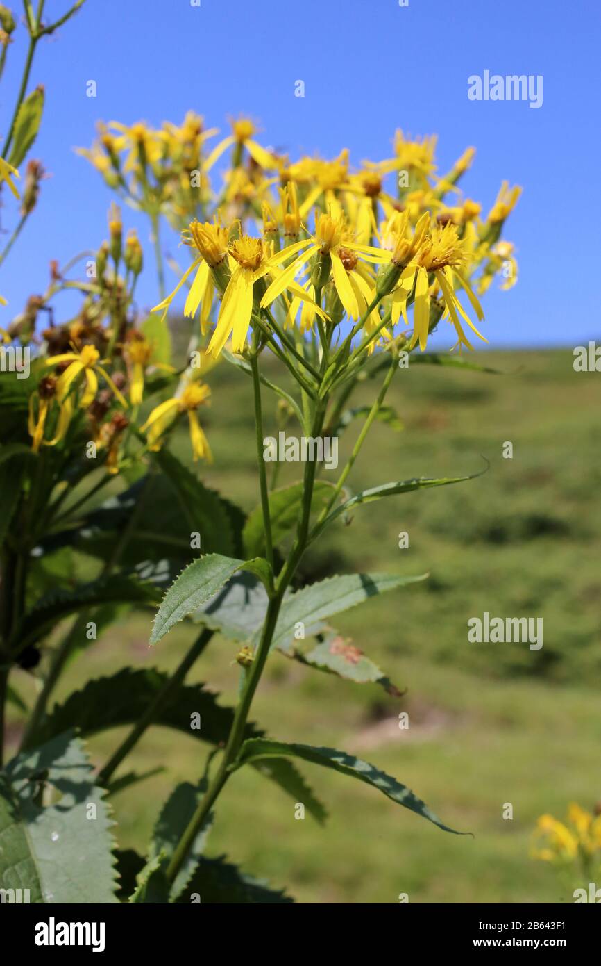 Senecio ovatus - Wild plant shot in summer Stock Photo - Alamy