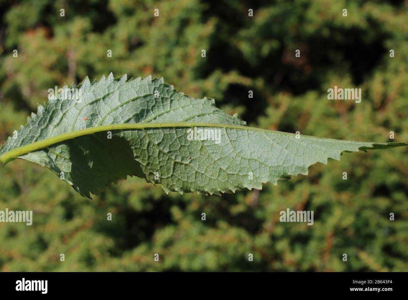 Senecio ovatus - Wild plant shot in summer Stock Photo - Alamy
