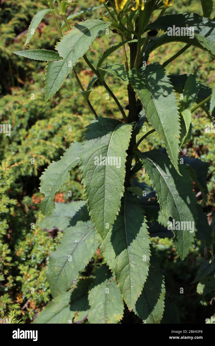 Senecio ovatus senecio ovatus hi-res stock photography and images - Alamy