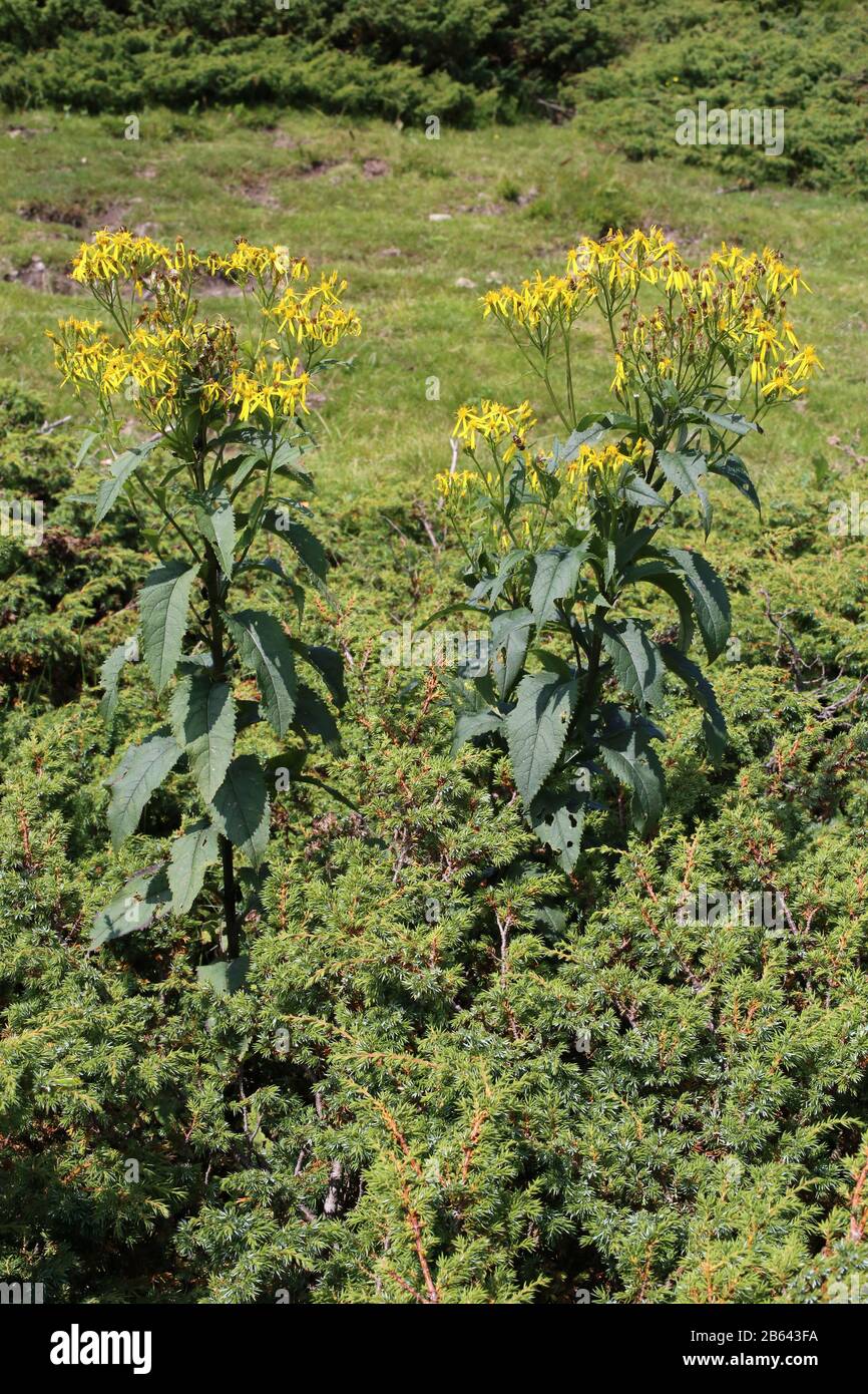 Senecio ovatus - Wild plant shot in summer Stock Photo - Alamy