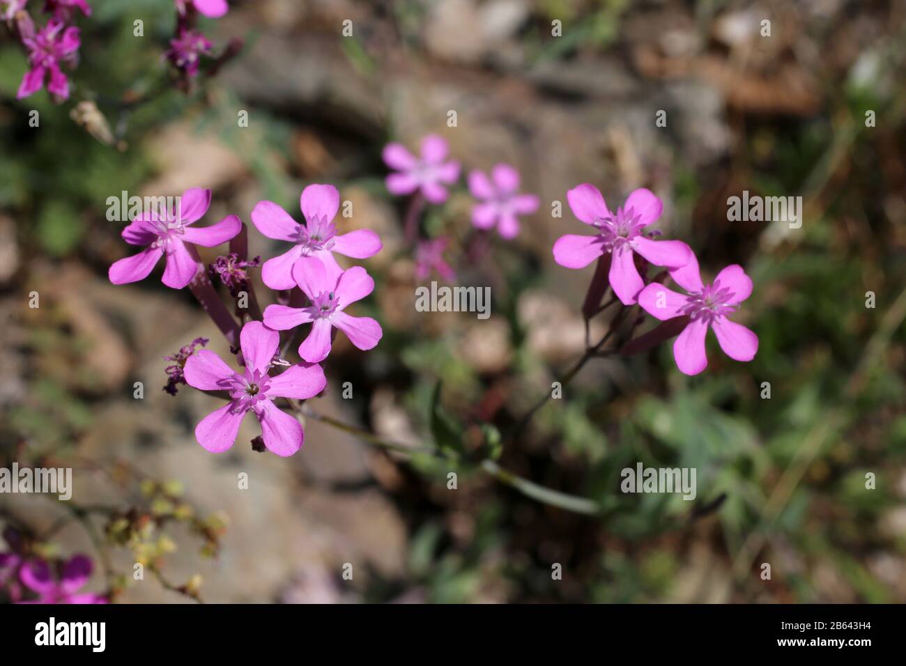 Silene armeria hi-res stock photography and images - Alamy