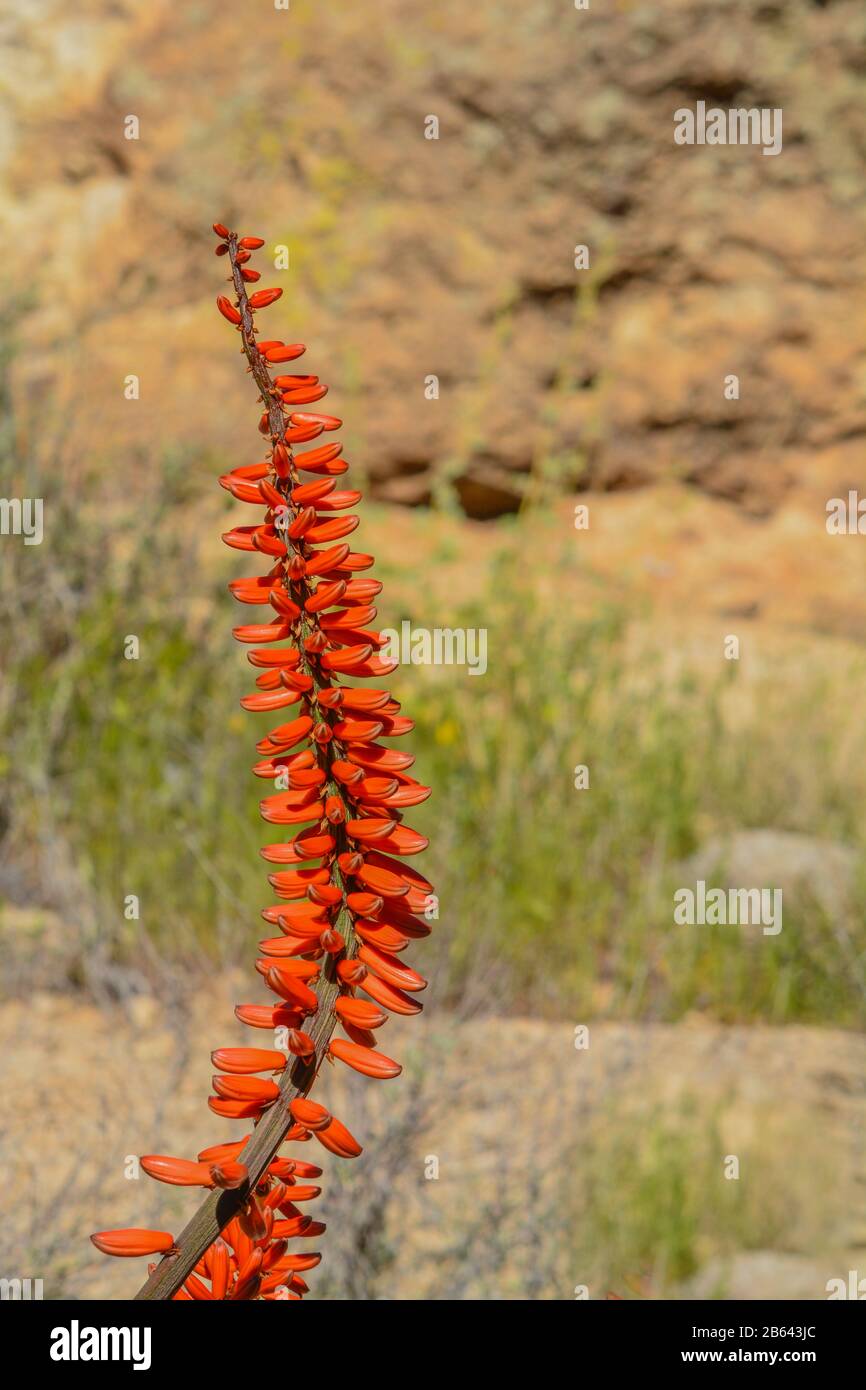Aloe Brunnthaleri, Juttae, Microstigma is a Floriferous Aloe with ...