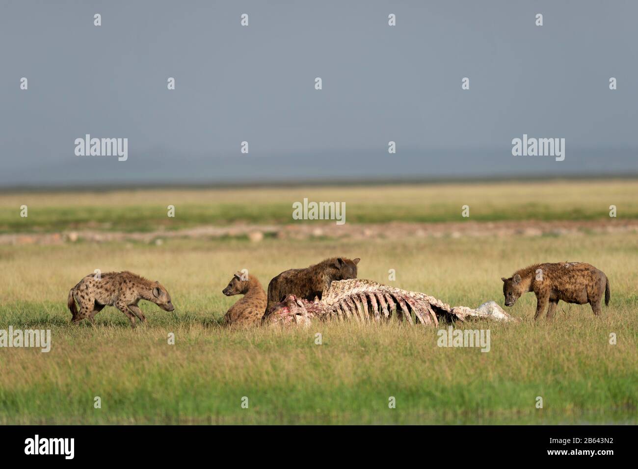 Spotted Hyena, Crocuta crocuta also known as the laughing hyena Feeding ...