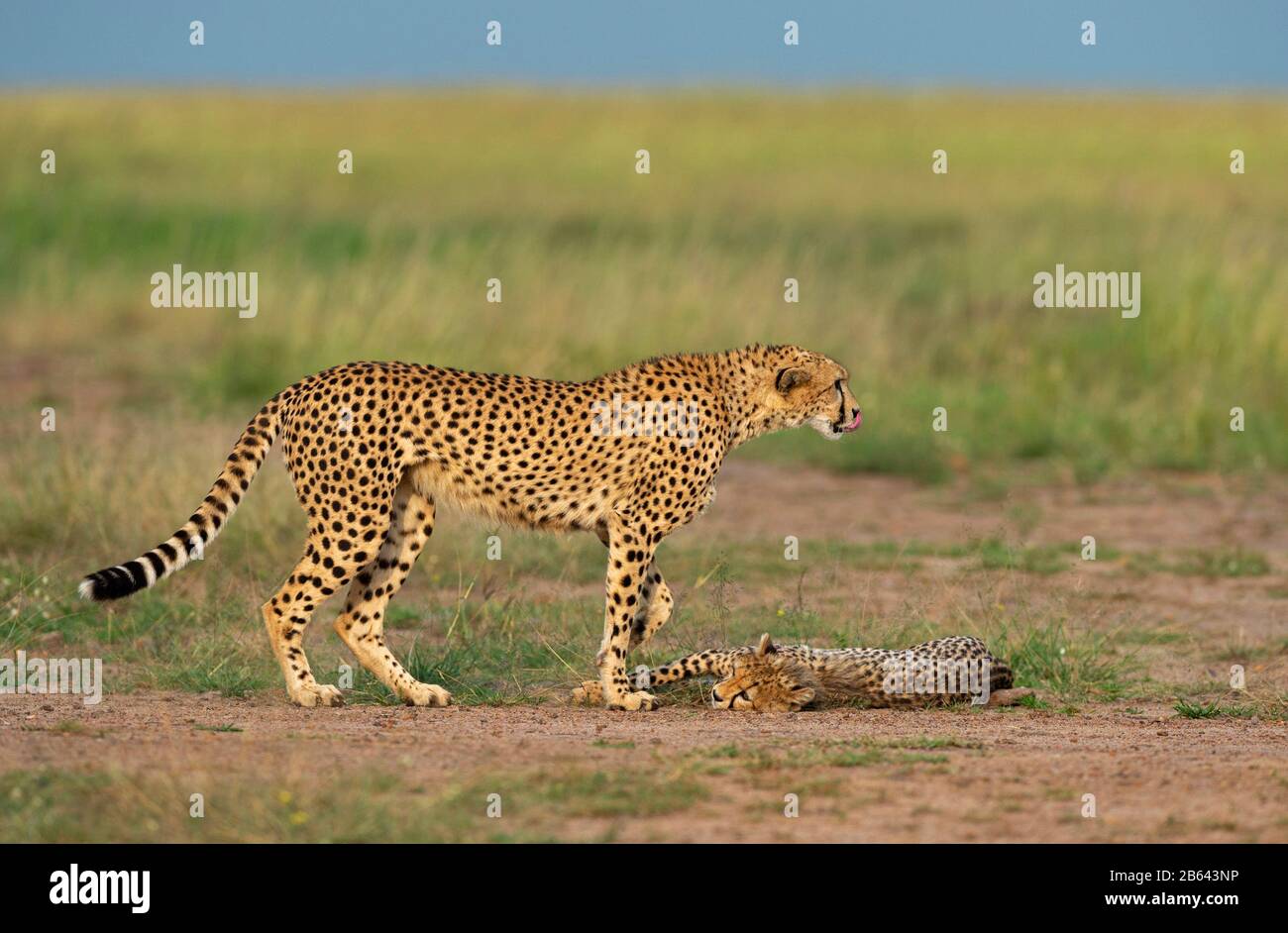Cheetah Mother and Baby, Maasai Mara National Reserve, Africa Stock ...