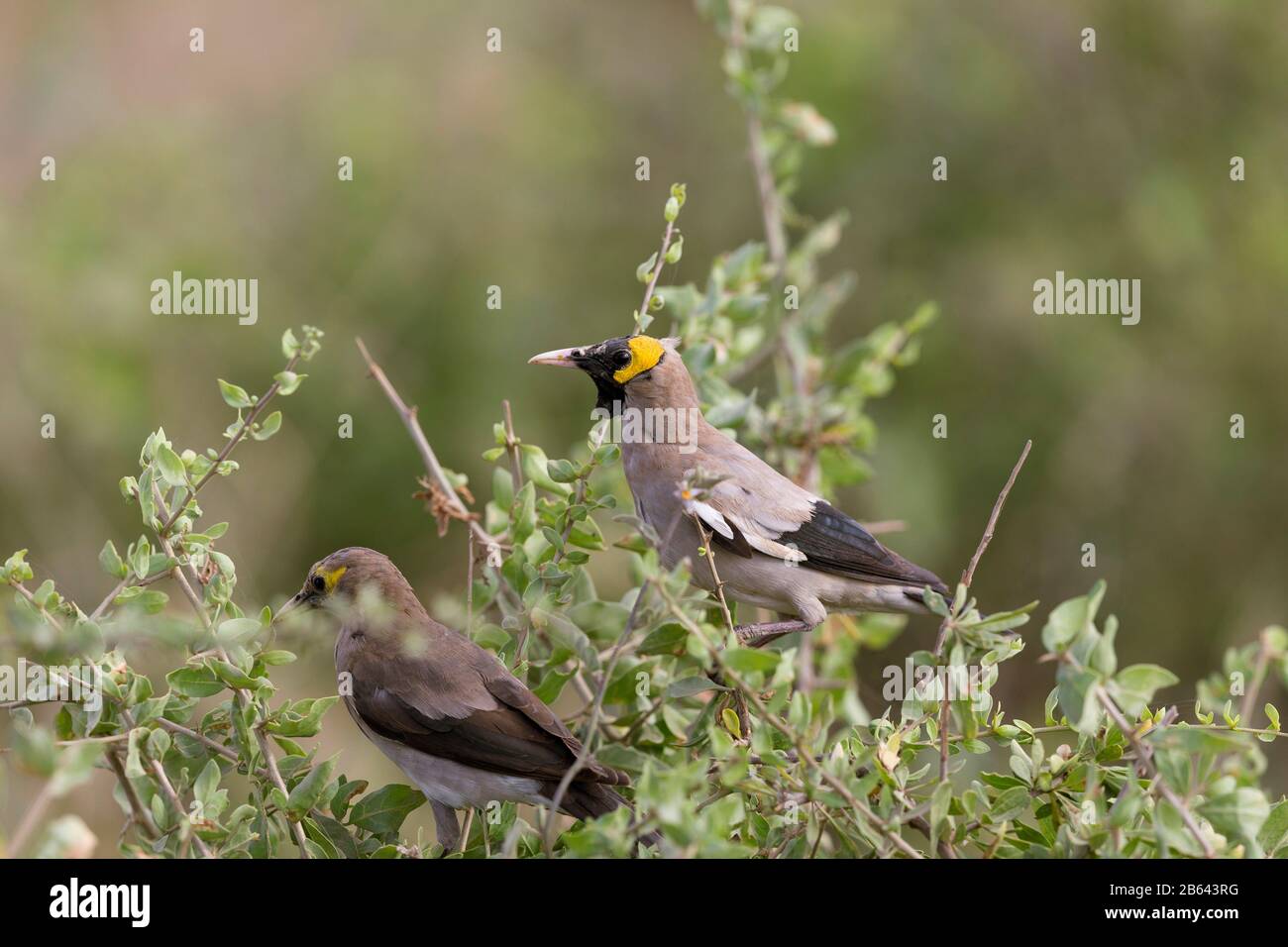 Wattled starling, Creatophora cinerea, Masaimara, Africa Stock Photo ...