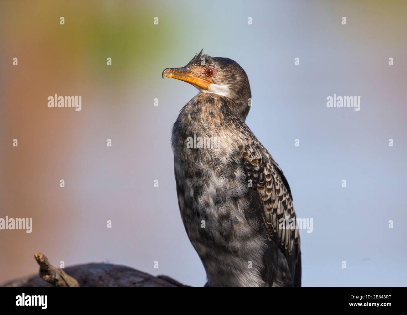 The reed cormorant, also known as the long-tailed cormorant, Microcarbo ...