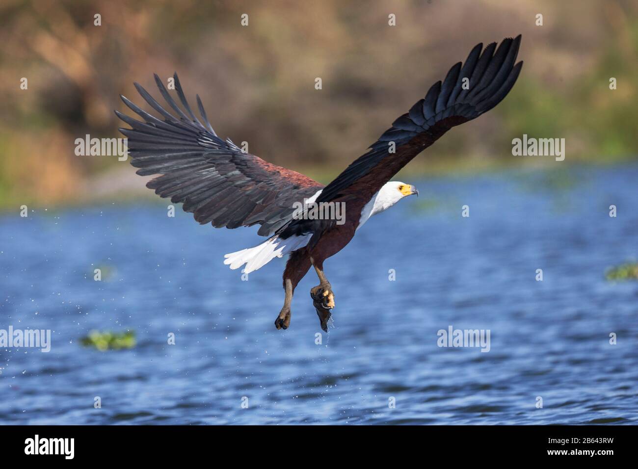 African fishing eagle hi-res stock photography and images - Alamy