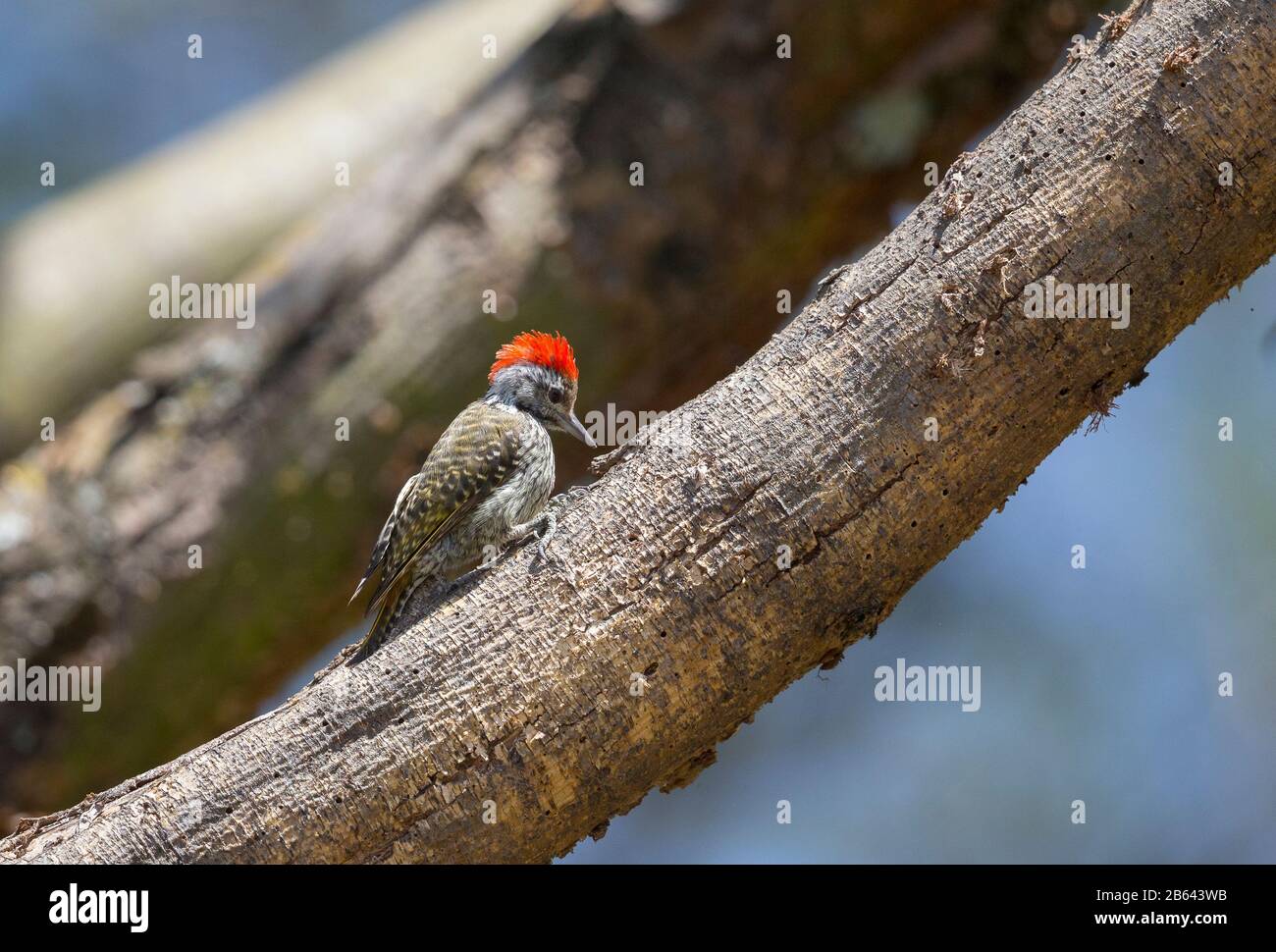 Grey Headed Woodpecker, Picus canus, Masaimara, Africa Stock Photo - Alamy