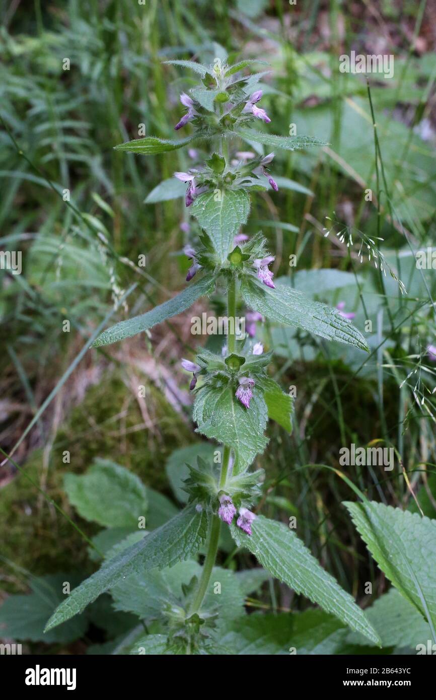 Stachys alpina - Wild plant shot in summer Stock Photo - Alamy