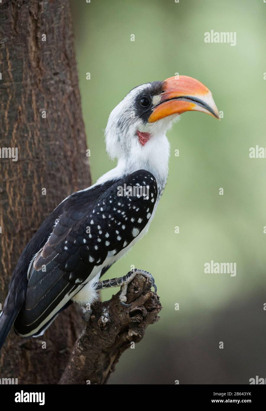 Jacksons Hornbill, Tockus jacksoni, Kenya, Africa Stock Photo - Alamy