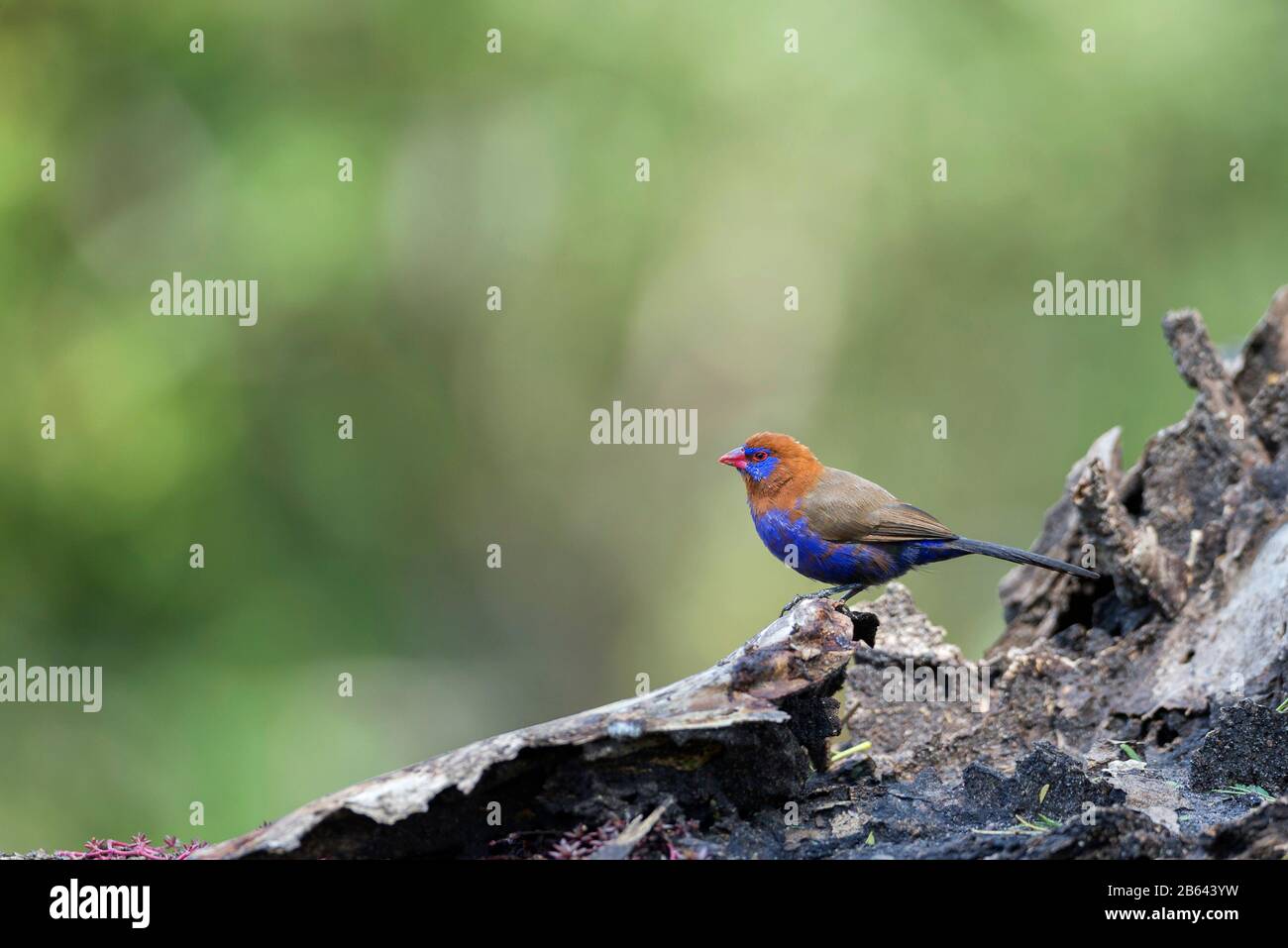 Purple Grenadier, Uraeginthus ianthinogaster, Masaimara, Africa Stock ...
