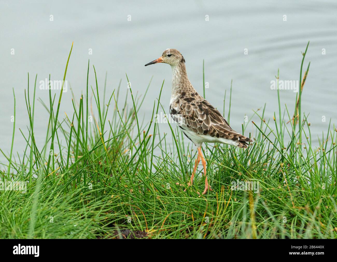Ruff a medium-sized wading bird, Philomachus pugnax, Lake naivasha ...