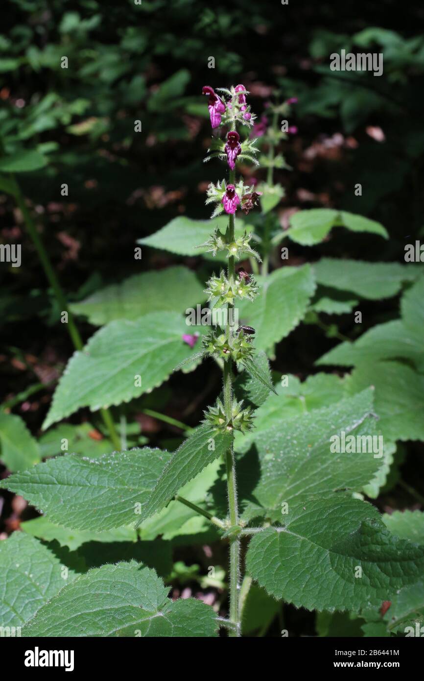 Stachys sylvatica - Wild plant shot in summer Stock Photo - Alamy