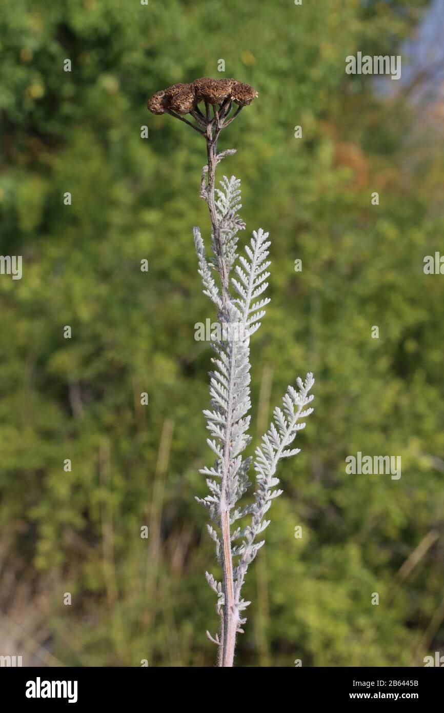 Plants tanacetum hi-res stock photography and images - Alamy