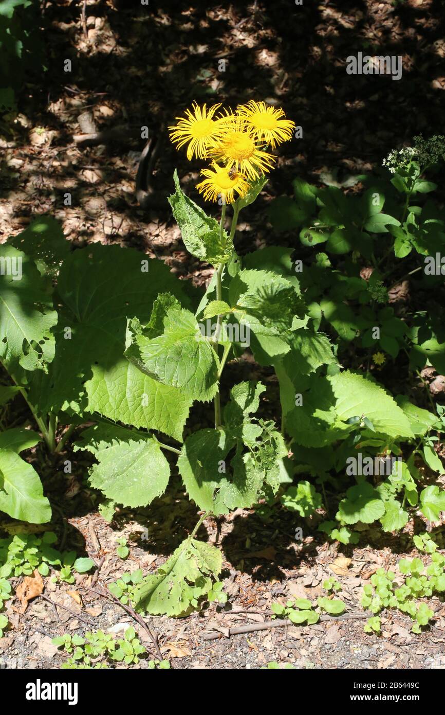 Telekia speciosa - Wild plant shot in summer Stock Photo - Alamy