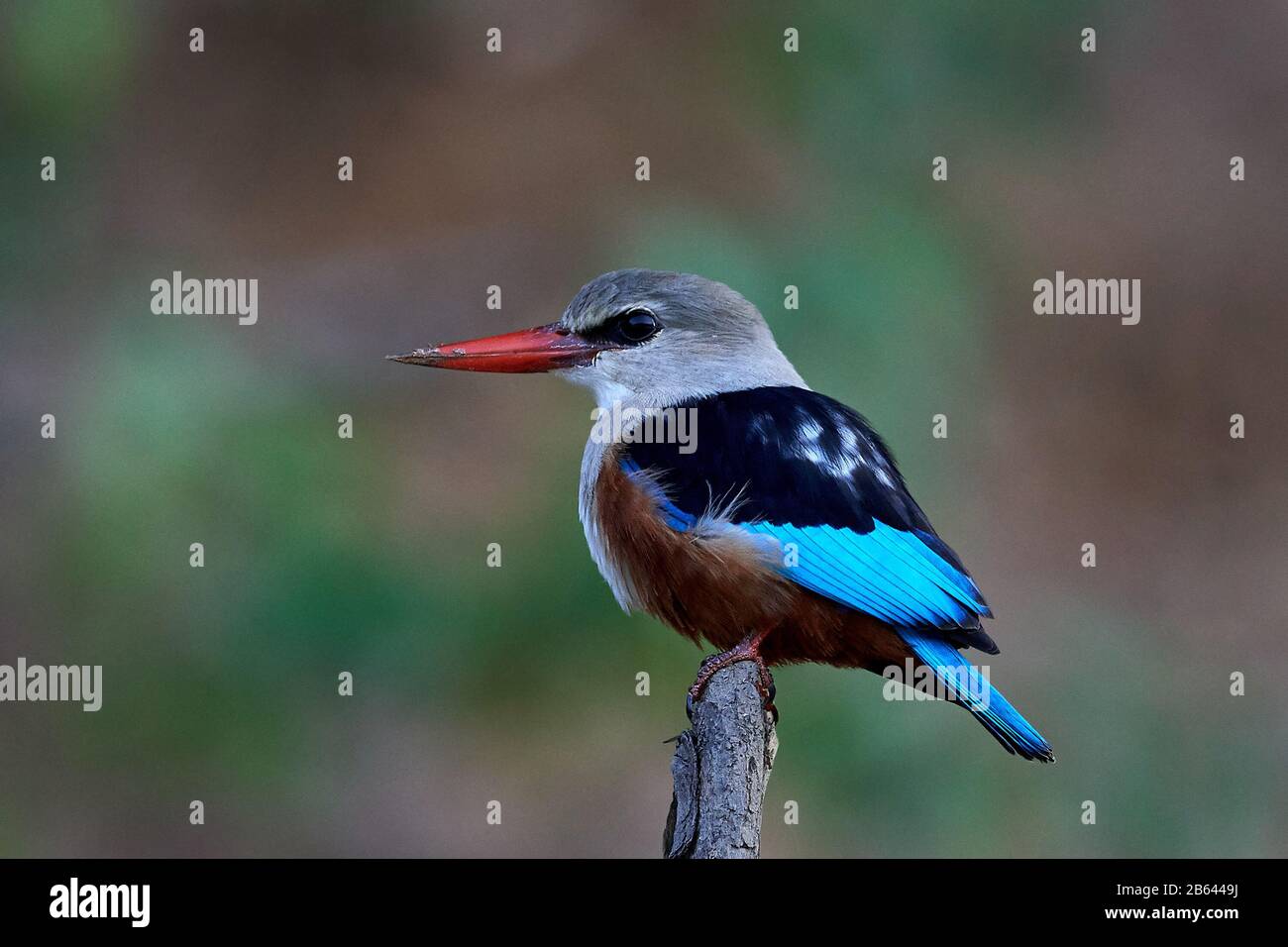 Grey-headed kingfisher in its natural habitat in Senegal Stock Photo ...
