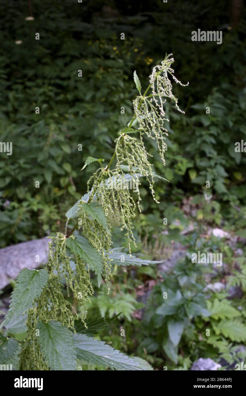 Plants urtica hi-res stock photography and images - Alamy