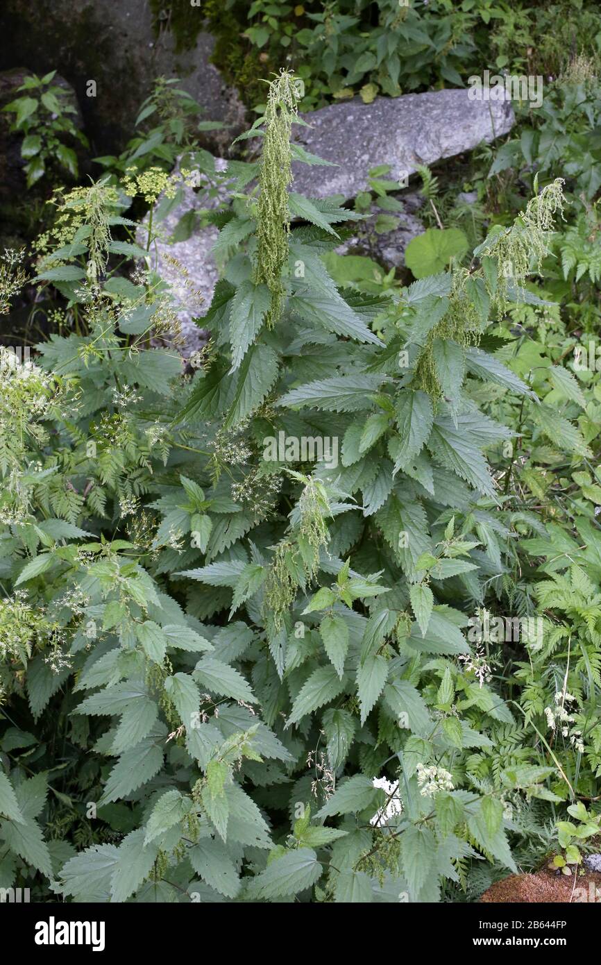Urtica dioica - Wild plant shot in summer Stock Photo - Alamy