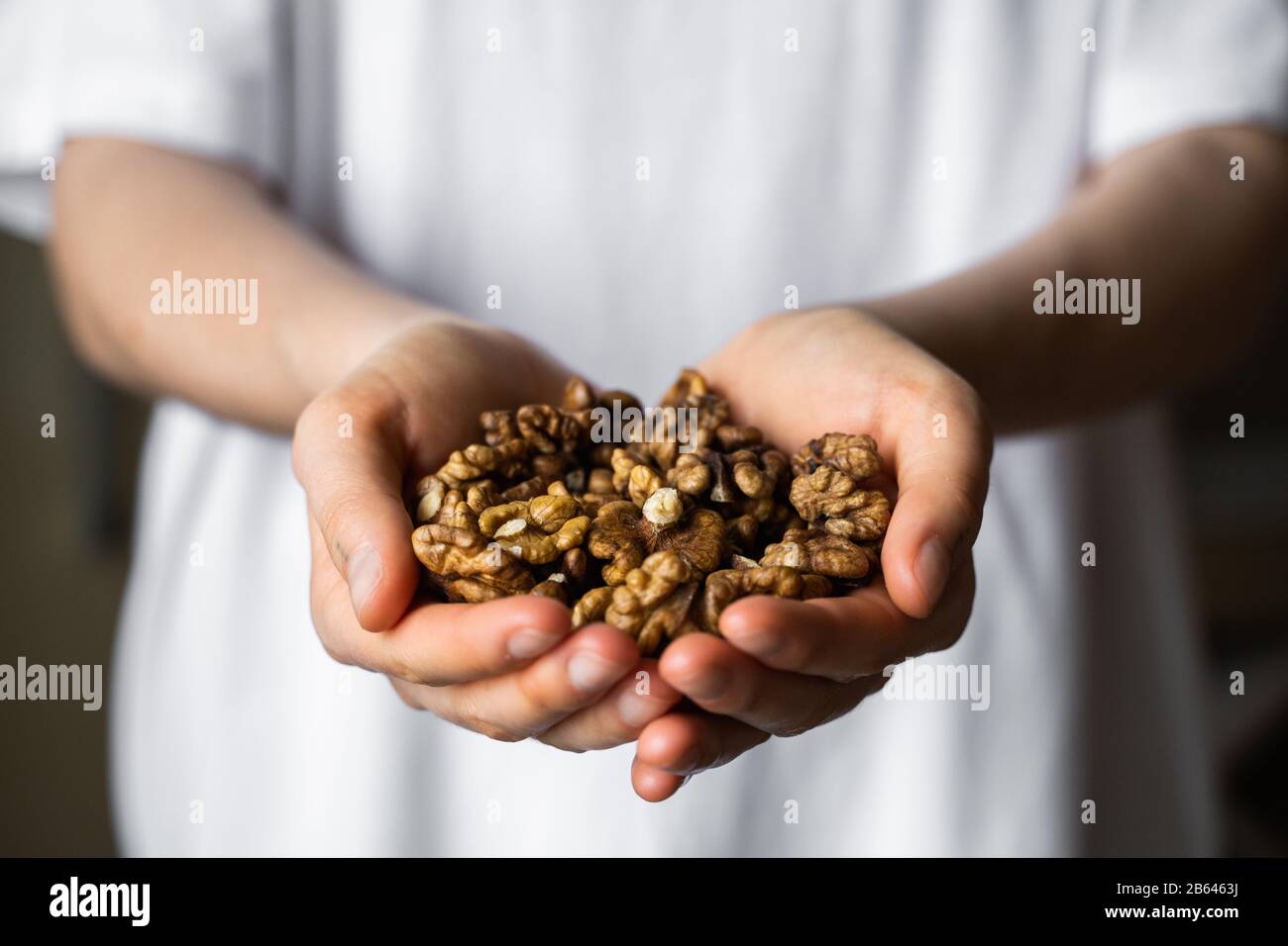 Walnut in a womans hands. Walnuts nuts is a healthy vegetarian protein ...
