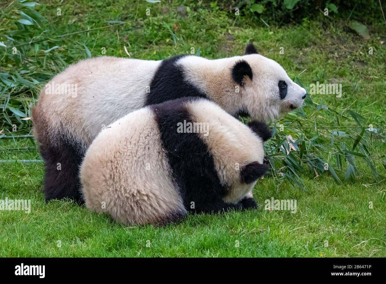 Giant pandas, bear pandas, mother and son together Stock Photo - Alamy