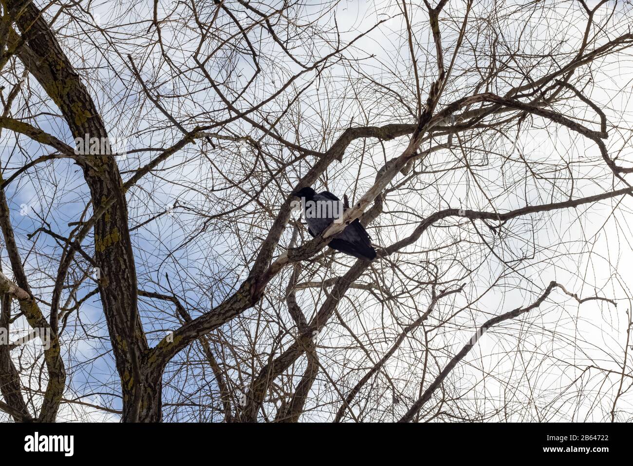Spooky tree with crow hi-res stock photography and images - Alamy