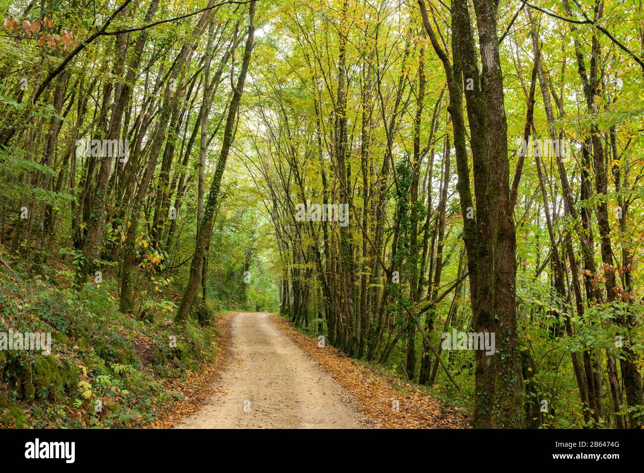 Forest path with autumn fallen leaves Stock Photo - Alamy