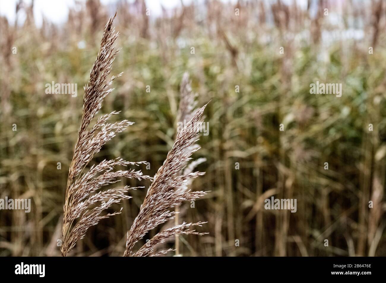 Dry reed branch by the river closeup Stock Photo - Alamy