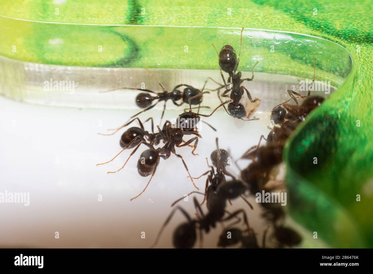 Ants messor structor eating grains close up Stock Photo - Alamy