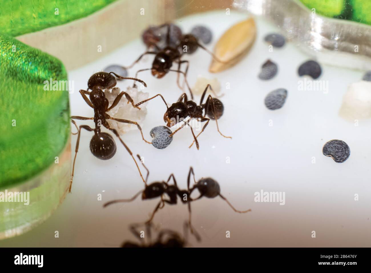 Messor structor hi-res stock photography and images - Alamy