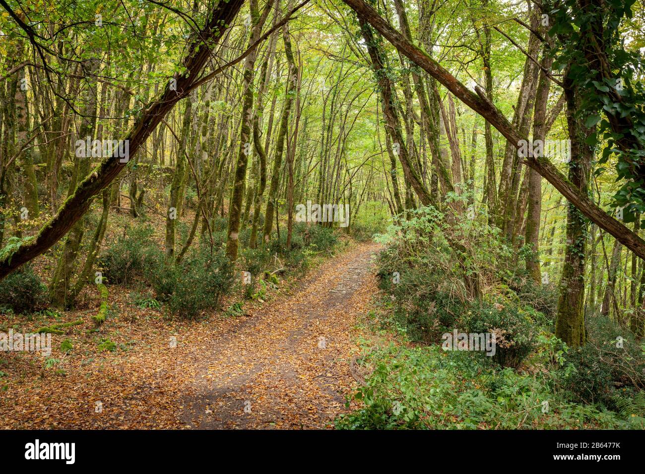 Forest path landscapes hi-res stock photography and images - Alamy