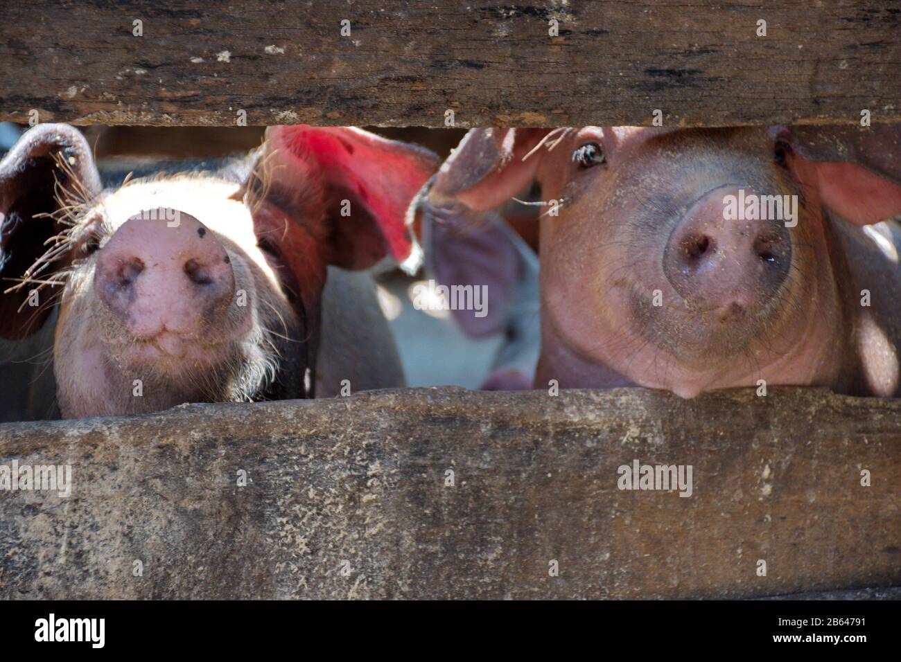 Pigs nose in the barn Stock Photo - Alamy