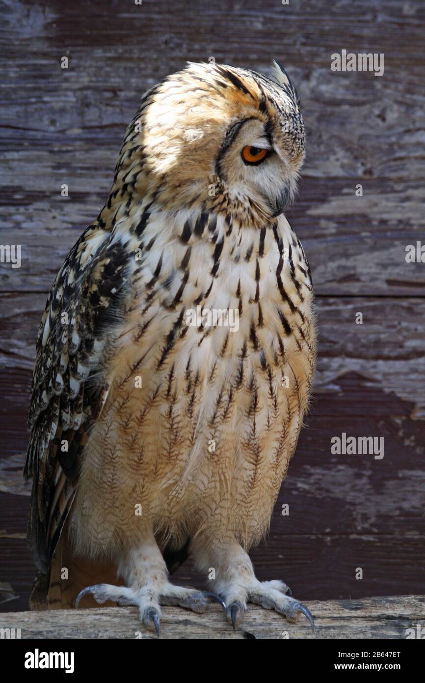 Uhu eule hi-res stock photography and images - Alamy