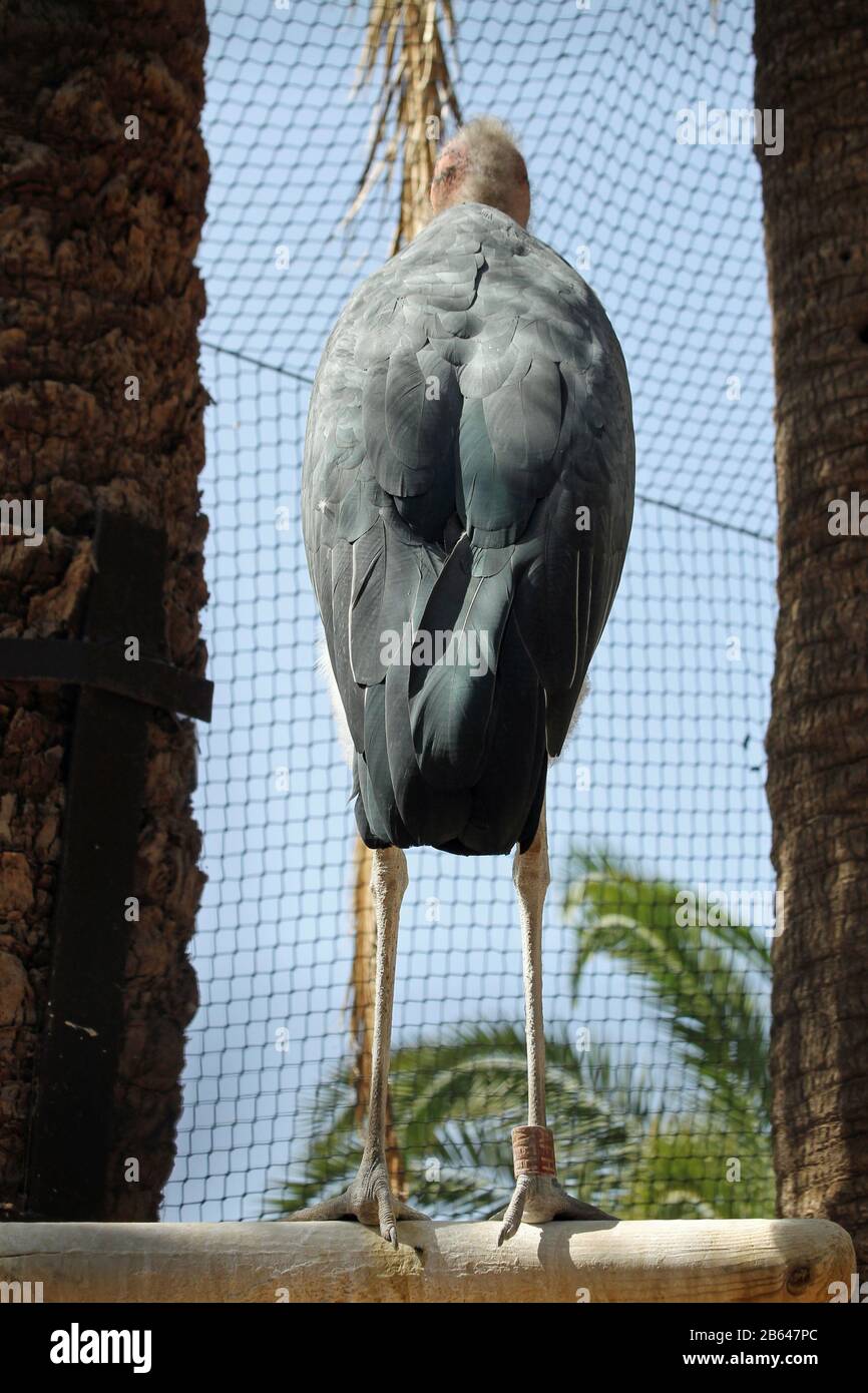 Marabou storch hi-res stock photography and images - Alamy