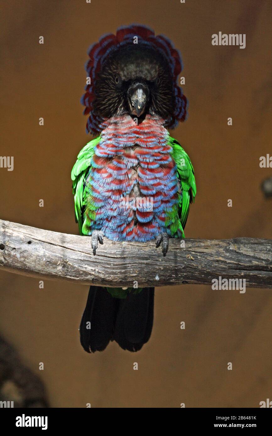 Hawk headed parrot hi-res stock photography and images - Alamy
