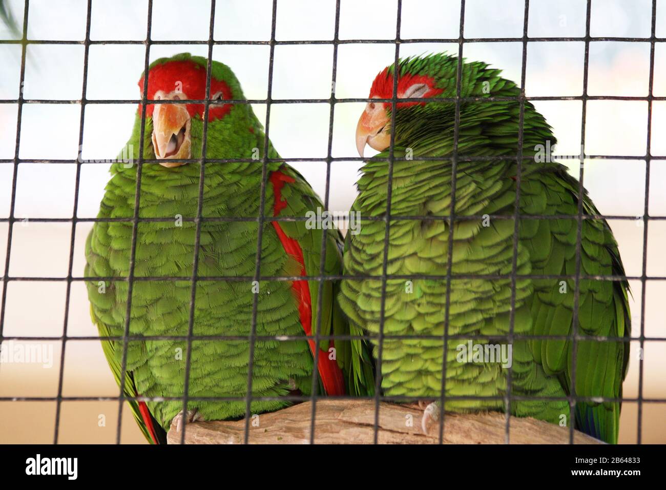 Red spectacled amazon hi-res stock photography and images - Alamy