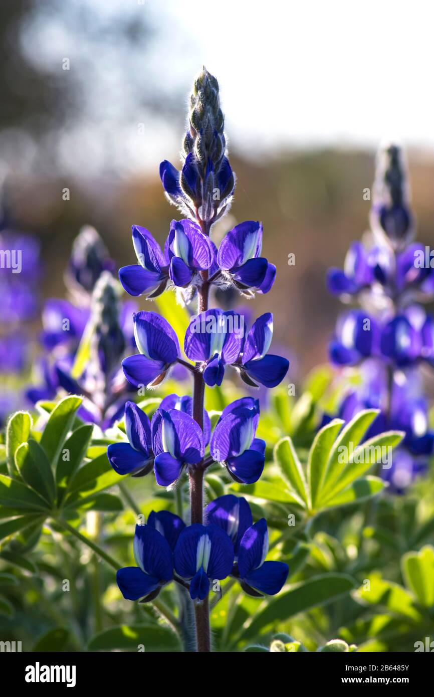 Lupine flower bed hi-res stock photography and images - Alamy
