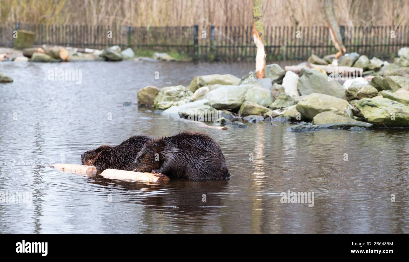 Beaver chewing on wood hi-res stock photography and images - Alamy