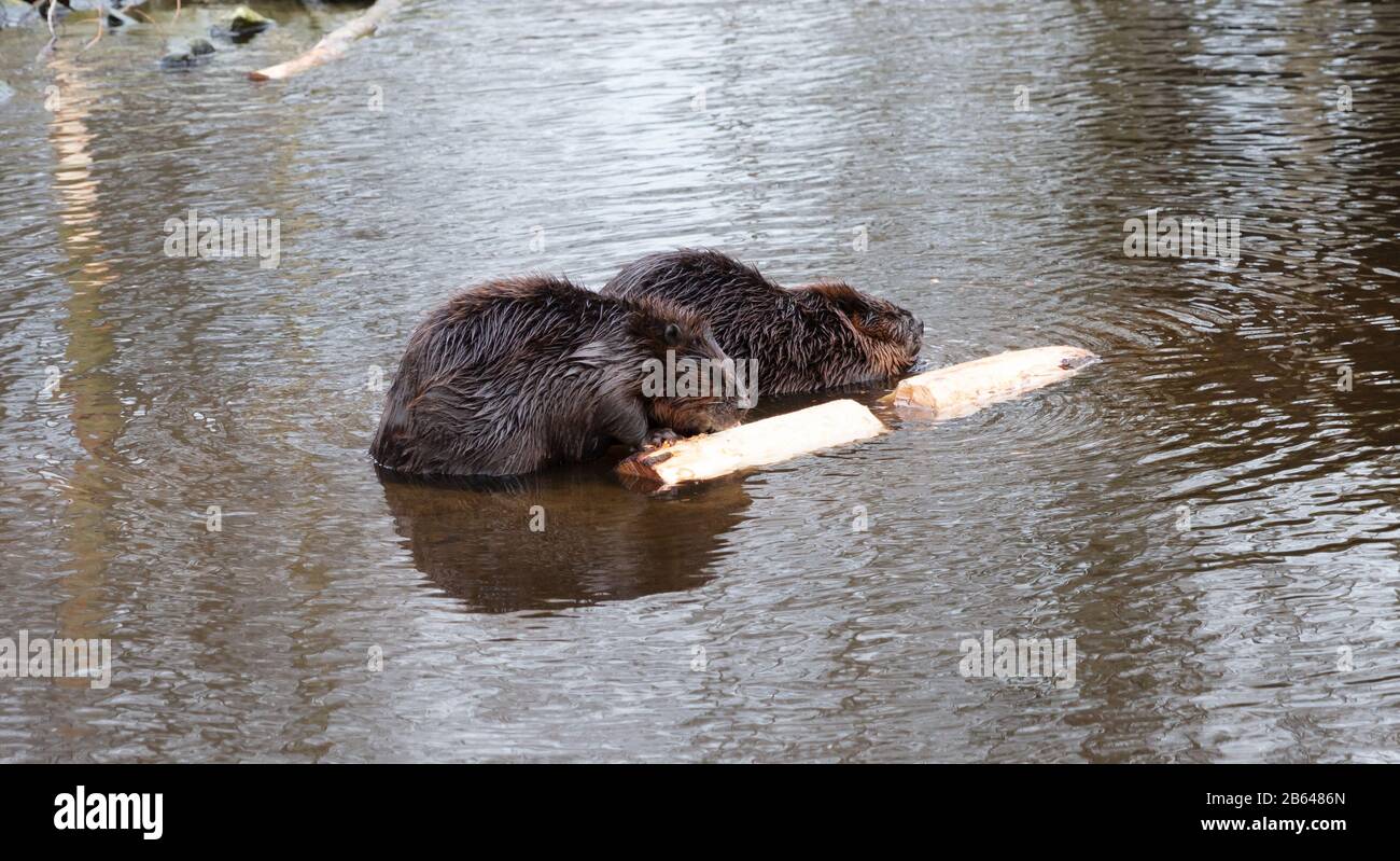 Portrait of a big beavers chewing on wood Stock Photo - Alamy