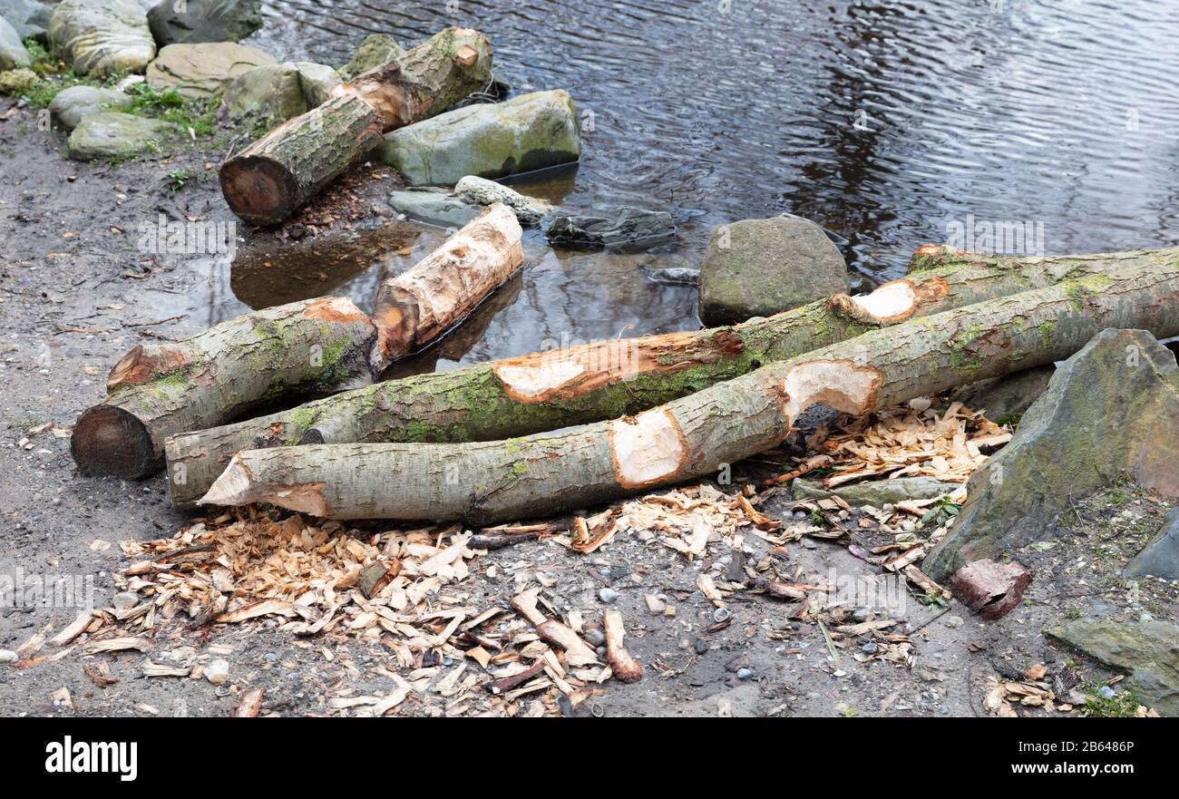 Beaver bite marks on tree trunk and water and trees in forest in ...