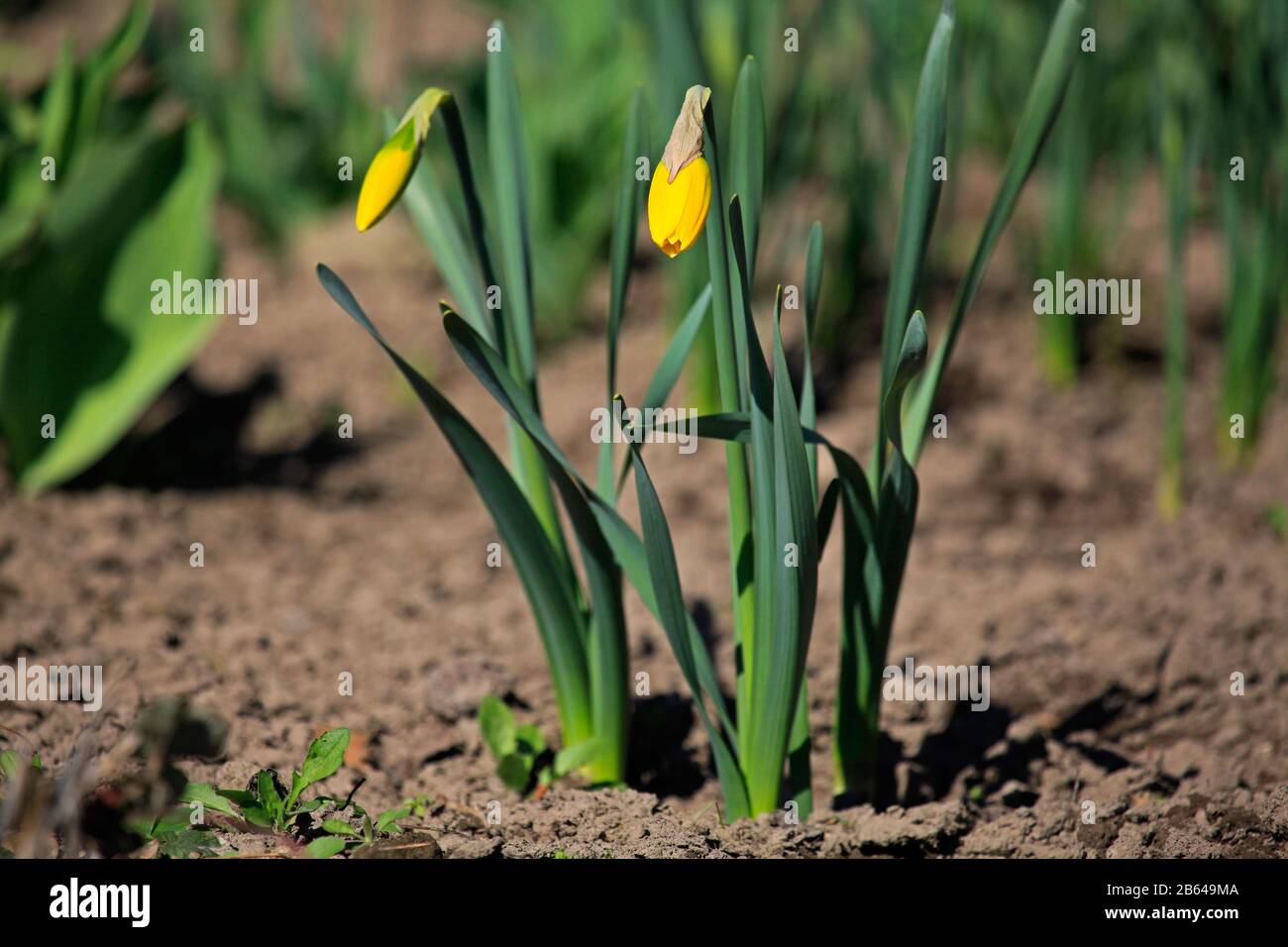 Early unopened daffodils hi-res stock photography and images - Alamy