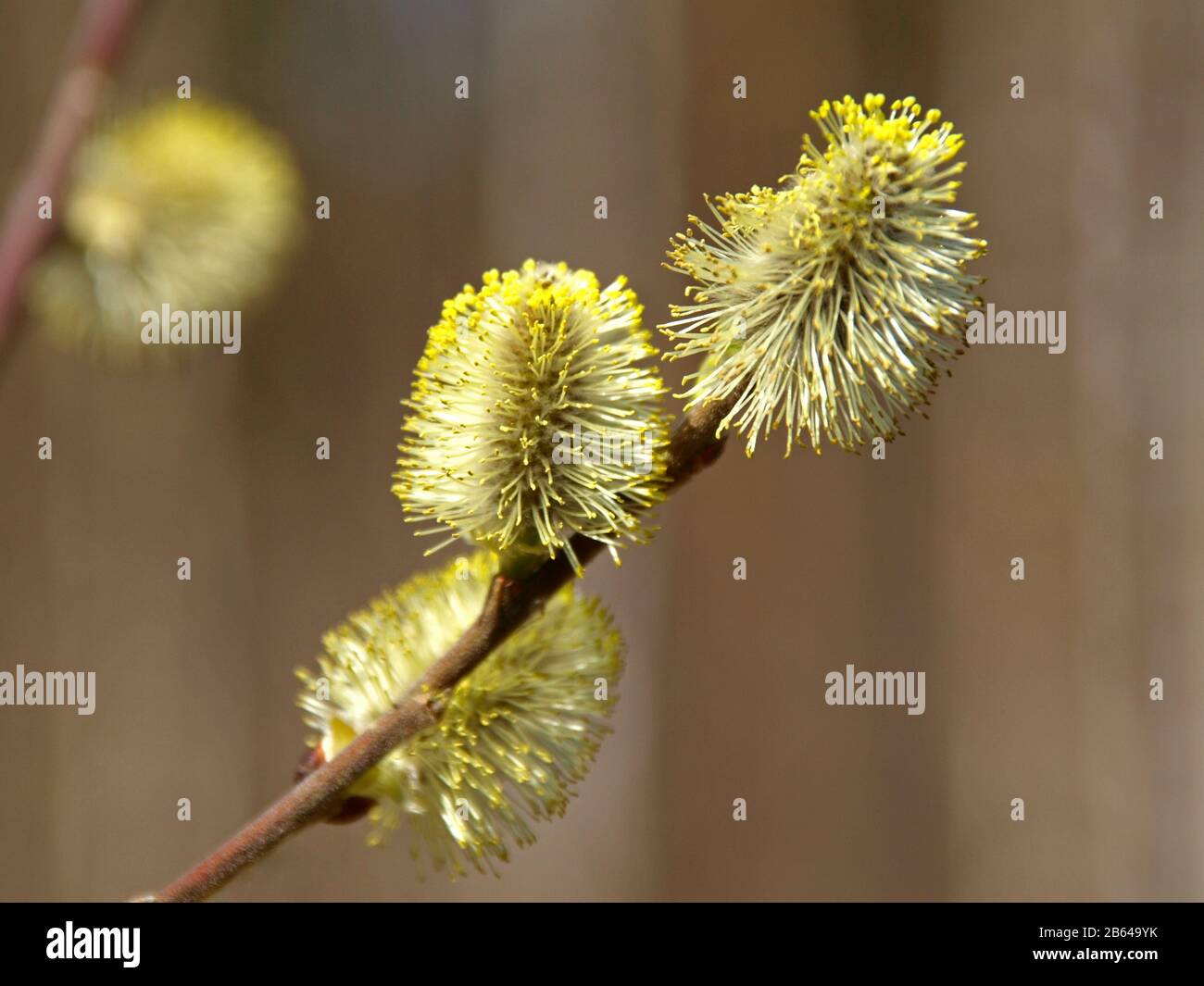 Nature awakes in spring. Blooming willow twigs and furry willow-catkins ...
