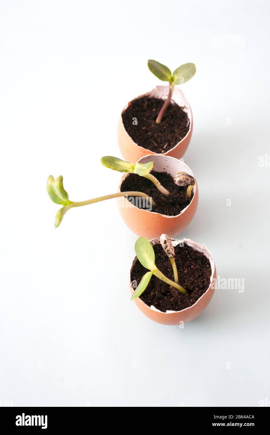 Planting in eggshells, recycling, young sprout. Permaculture Stock ...
