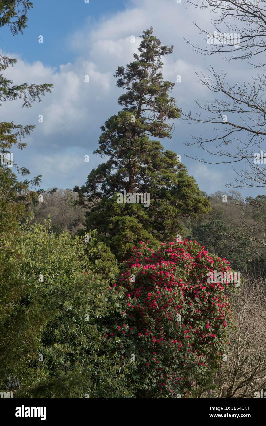 Woodland Spring Landscape with an Evergreen Conifer Tree and Red ...